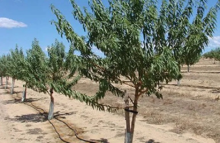 Αμυγδαλιά: τα πάντα για την καλλιέργεια